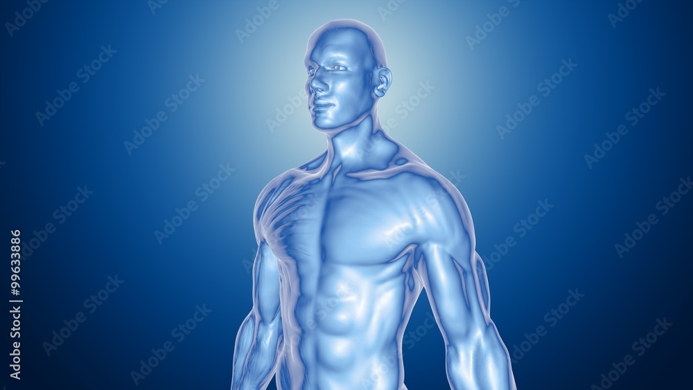 Anatomy Stock Illustration | Adobe Stock