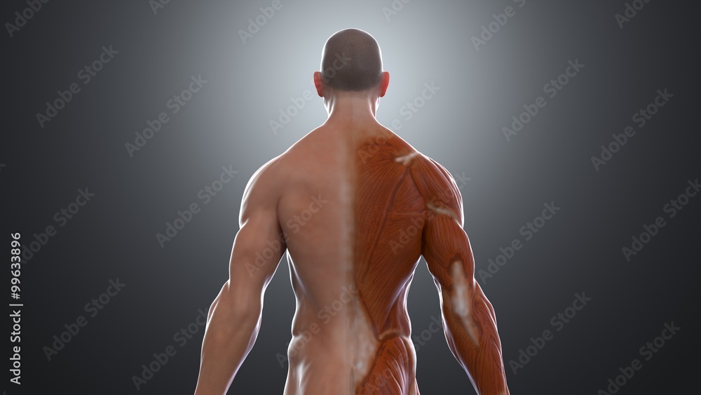 Anatomy Stock Illustration | Adobe Stock