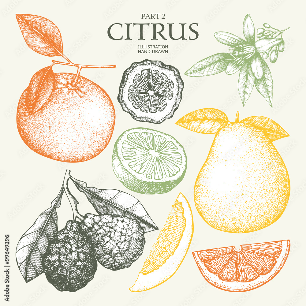 Vintage Ink hand drawn collection of citrus fruits isolated on white ...