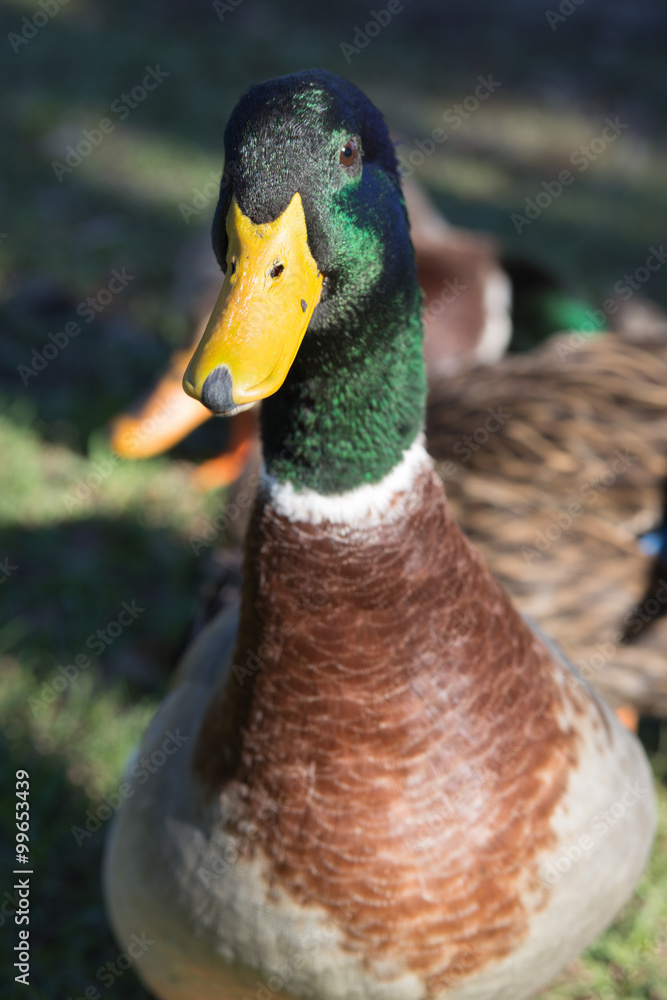 Mallard Duck Face