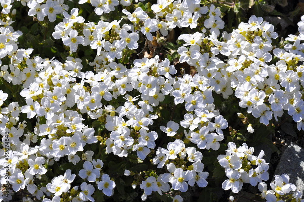 Rock Cress