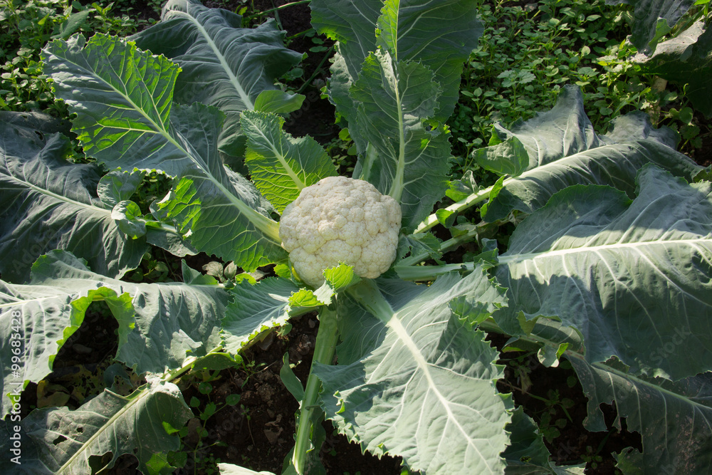 Grossa pianta di cavolo bianco nell'orto Stock Photo | Adobe Stock