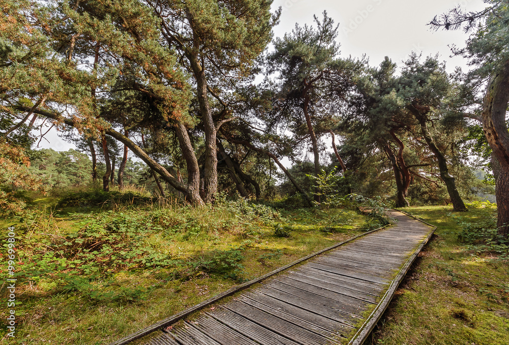 Naturschutzgebiet Schwanheimer Düne in Frankfurt am Main Stock-Foto ...