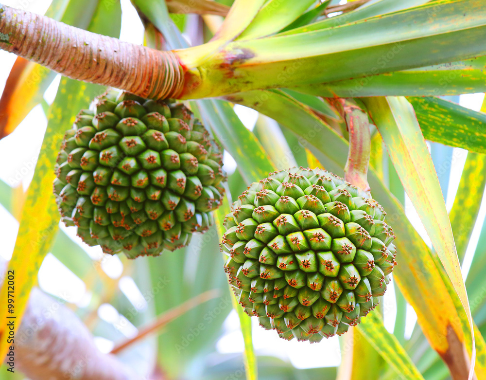 The Common Screwpine (Pandanus utilis) it is native to Madagascar ...