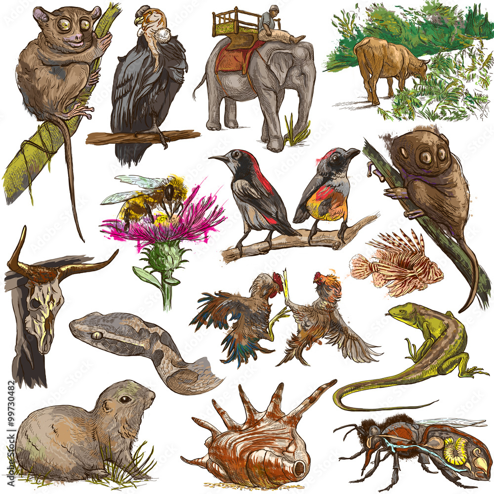 Animals around the World. Freehand drawings. Stock Illustration | Adobe ...