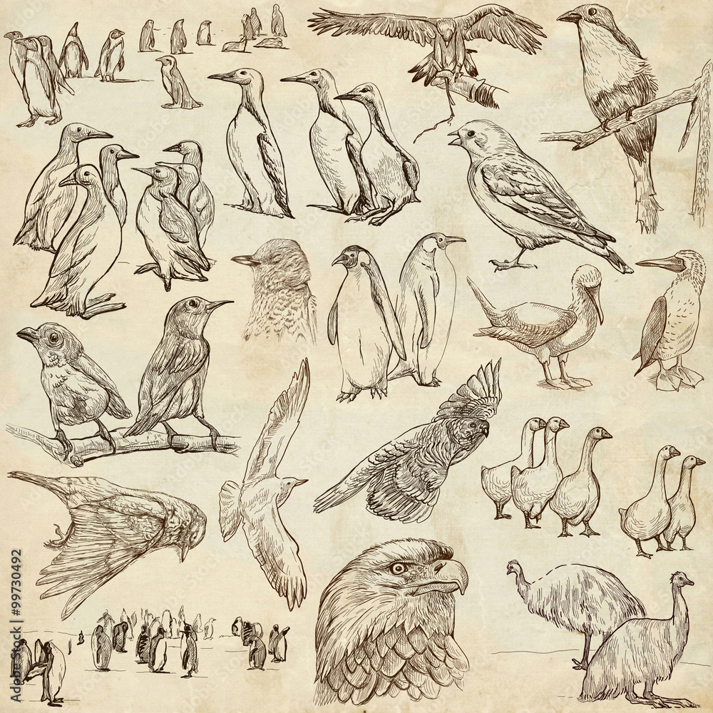Animals around the World, BIRDS. Freehand drawings. ilustración de ...