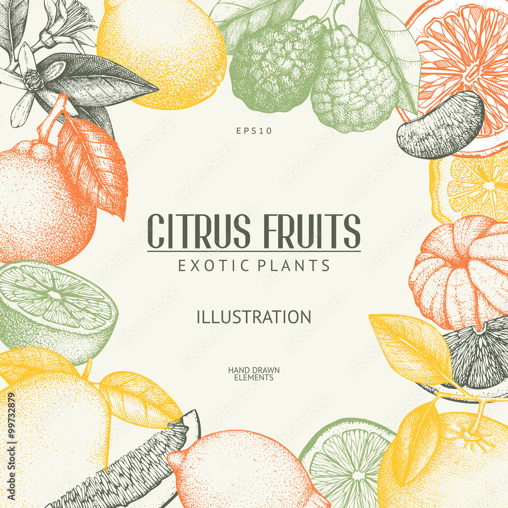 Vintage template. Ink hand drawn design with citrus fruits isolated on ...