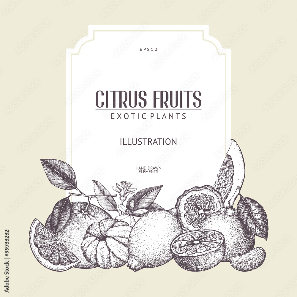 Vintage template. Ink hand drawn design with citrus fruits isolated on ...