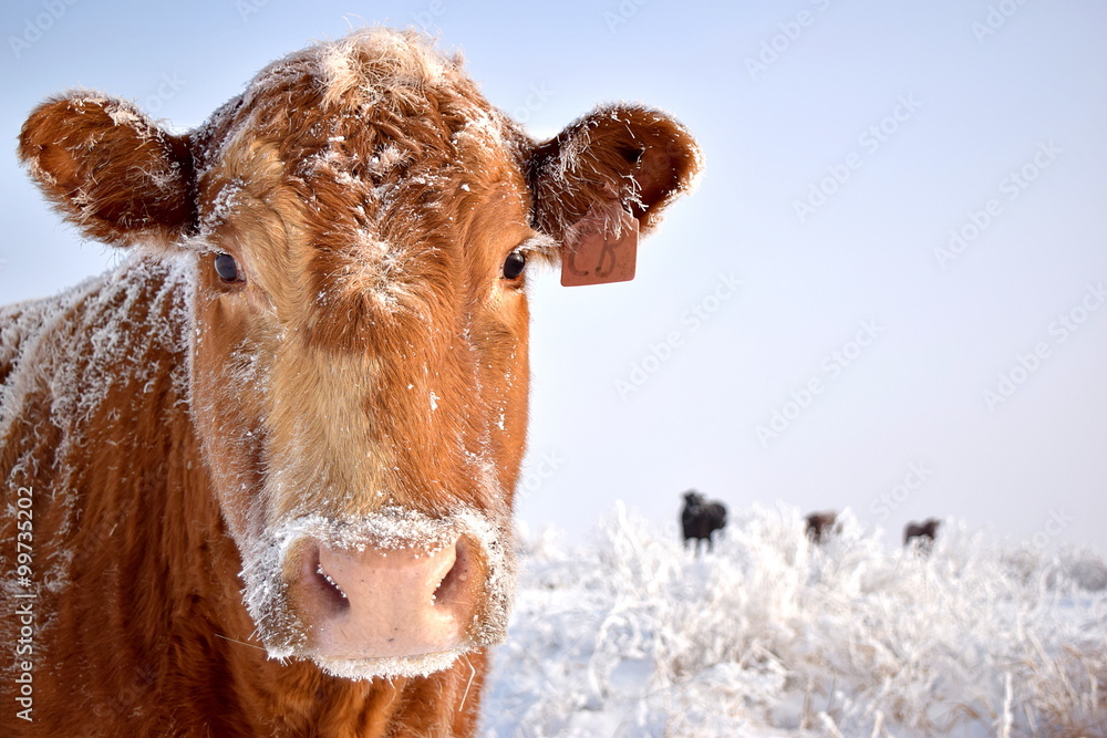 Cow in Snow Stock Photo | Adobe Stock
