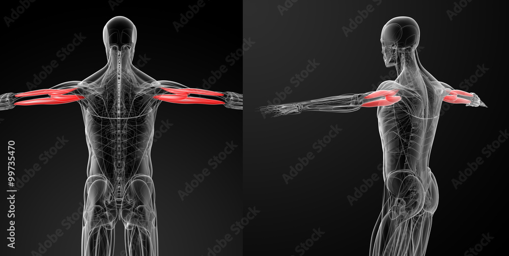 medical illustration of the Triceps Brachii Stock Illustration | Adobe ...