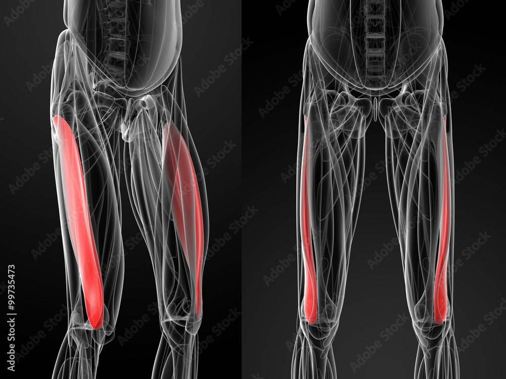 medical illustration of the vastus lateralis Stock Illustration | Adobe ...