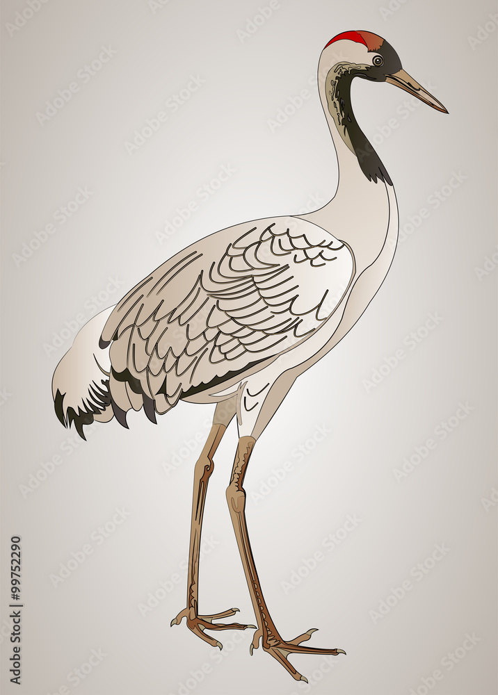 Kranich Stock-Vektorgrafik | Adobe Stock