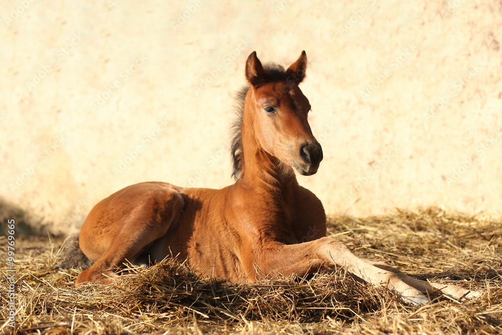 Aufmerksames Fohlen im Stall Stock-Foto | Adobe Stock