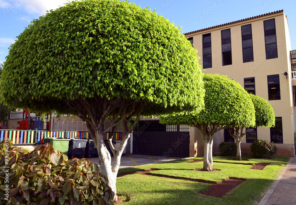 Round shaped ficus trees growing in the park in Los Cristianos ...