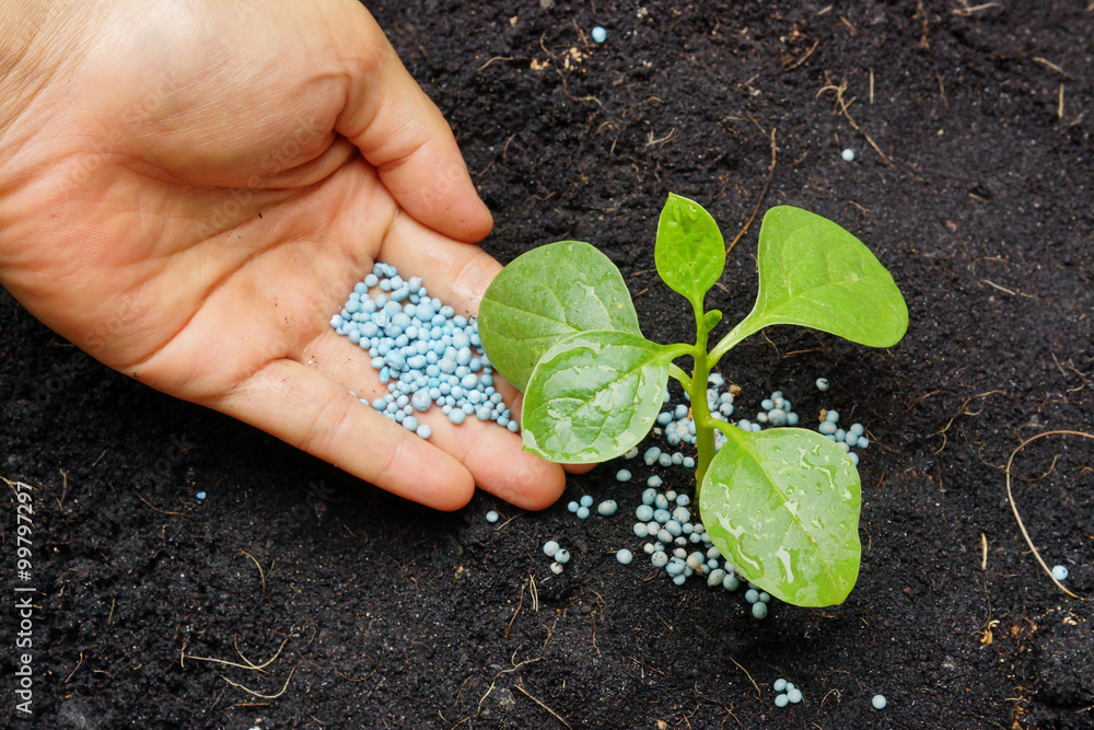 hand giving fertilizer to a young plant with warm sunlight / planting ...