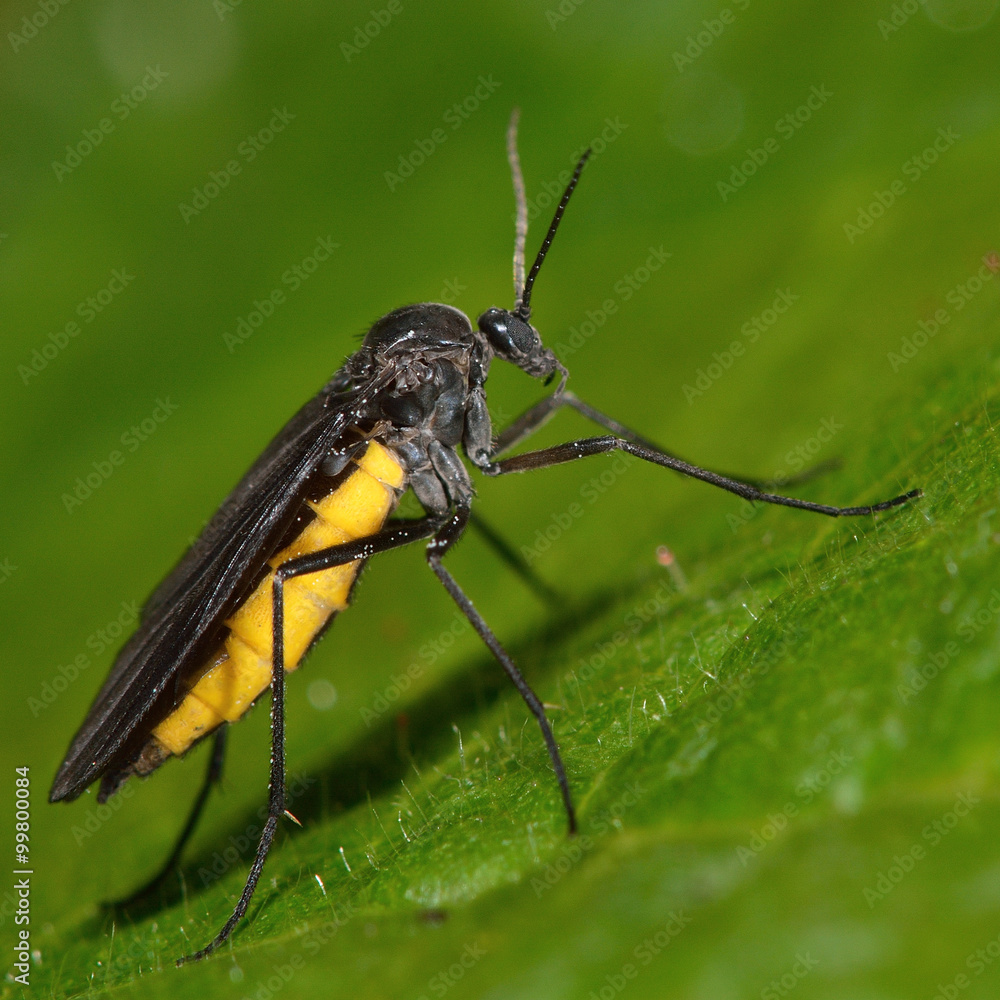 Sciara hemerobioides fly. A distinctive fly with a bright yellow abdomen. Flies in the family ...