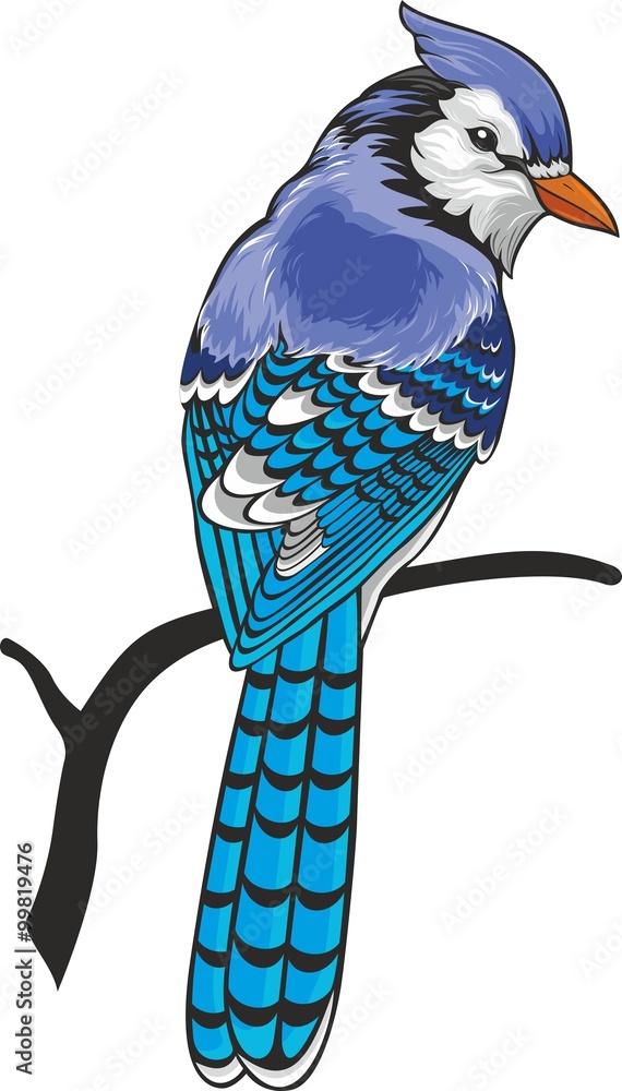 Blue Jays Birds Wallpaper