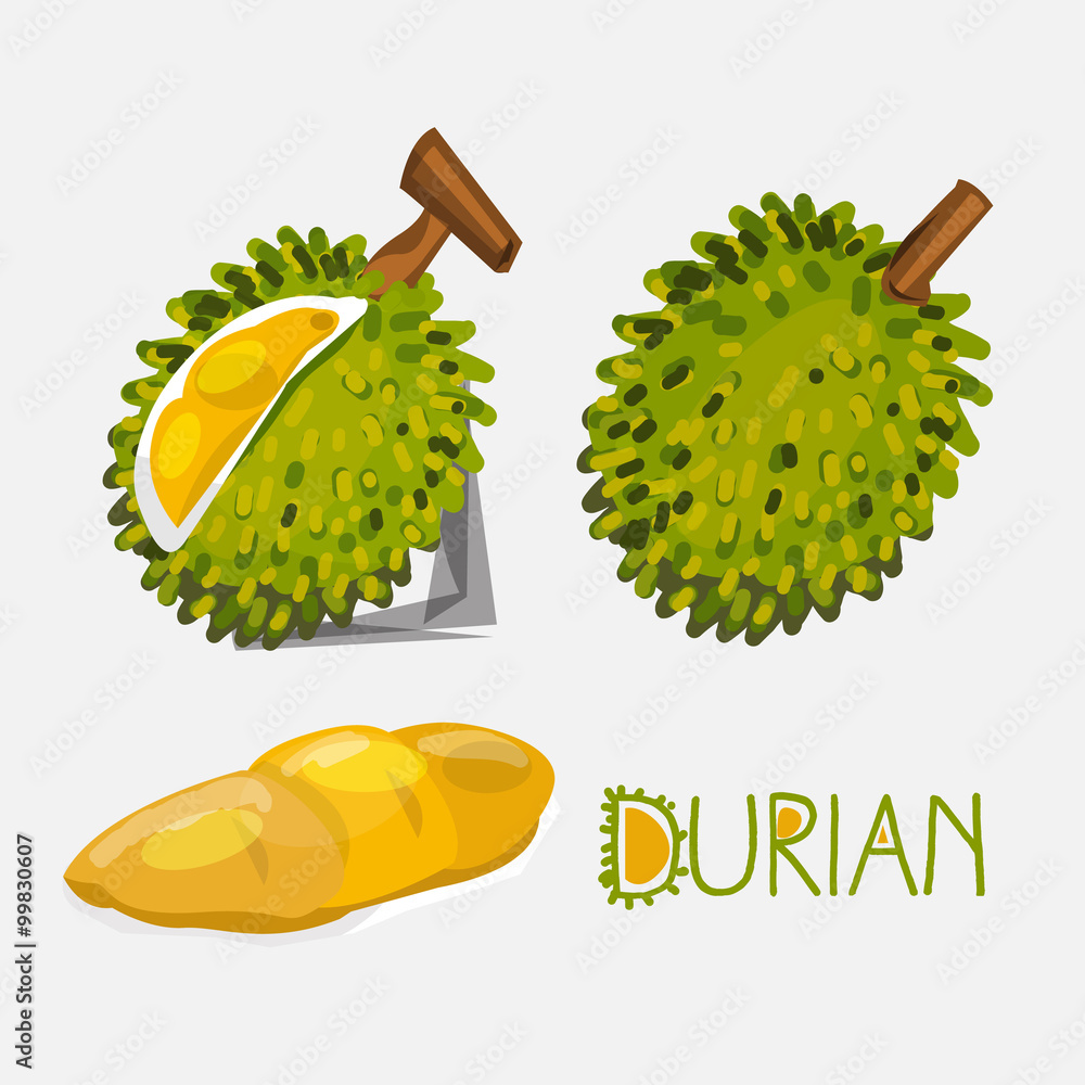 durian- vector Stock Vector | Adobe Stock