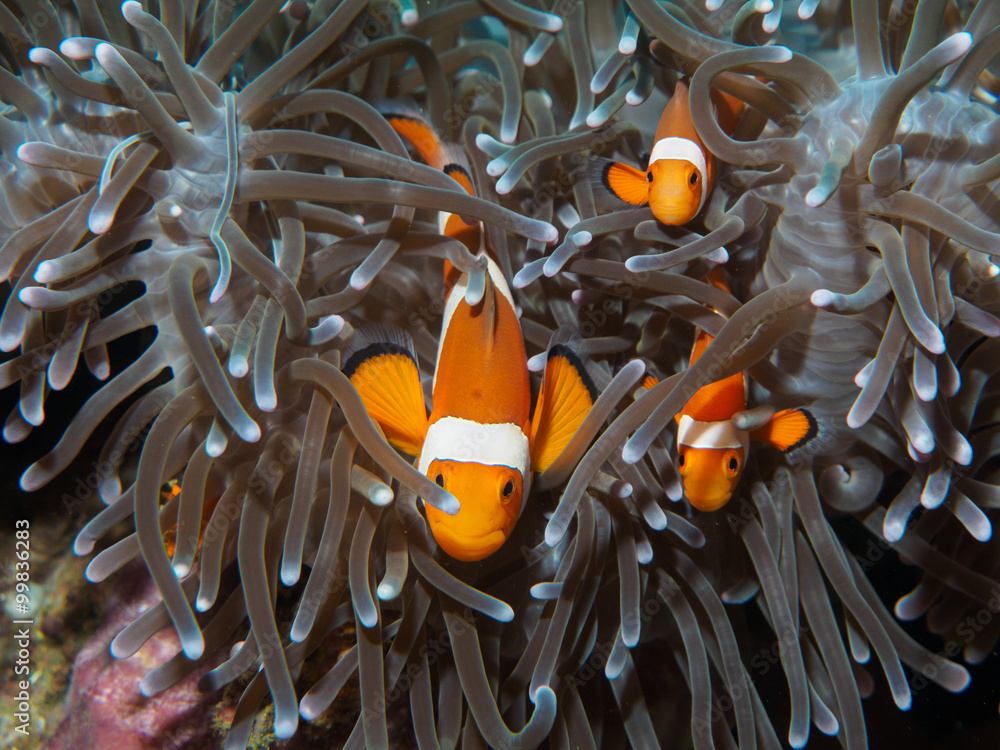 anemoe fish Stock Photo | Adobe Stock