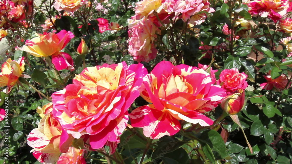Roses in the Coloma Rose Garden. With its impressive displays of more ...