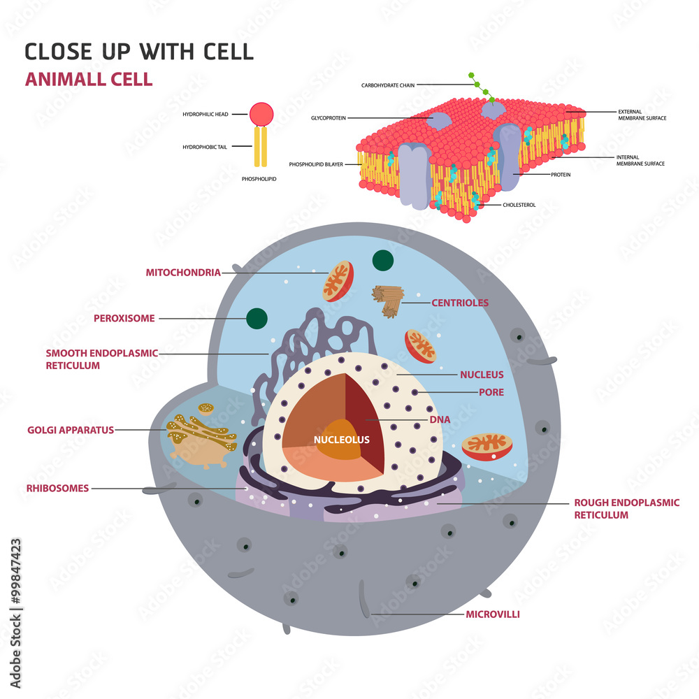 animal cell cross section structure of a Eukaryotic cell Vector Stock ...
