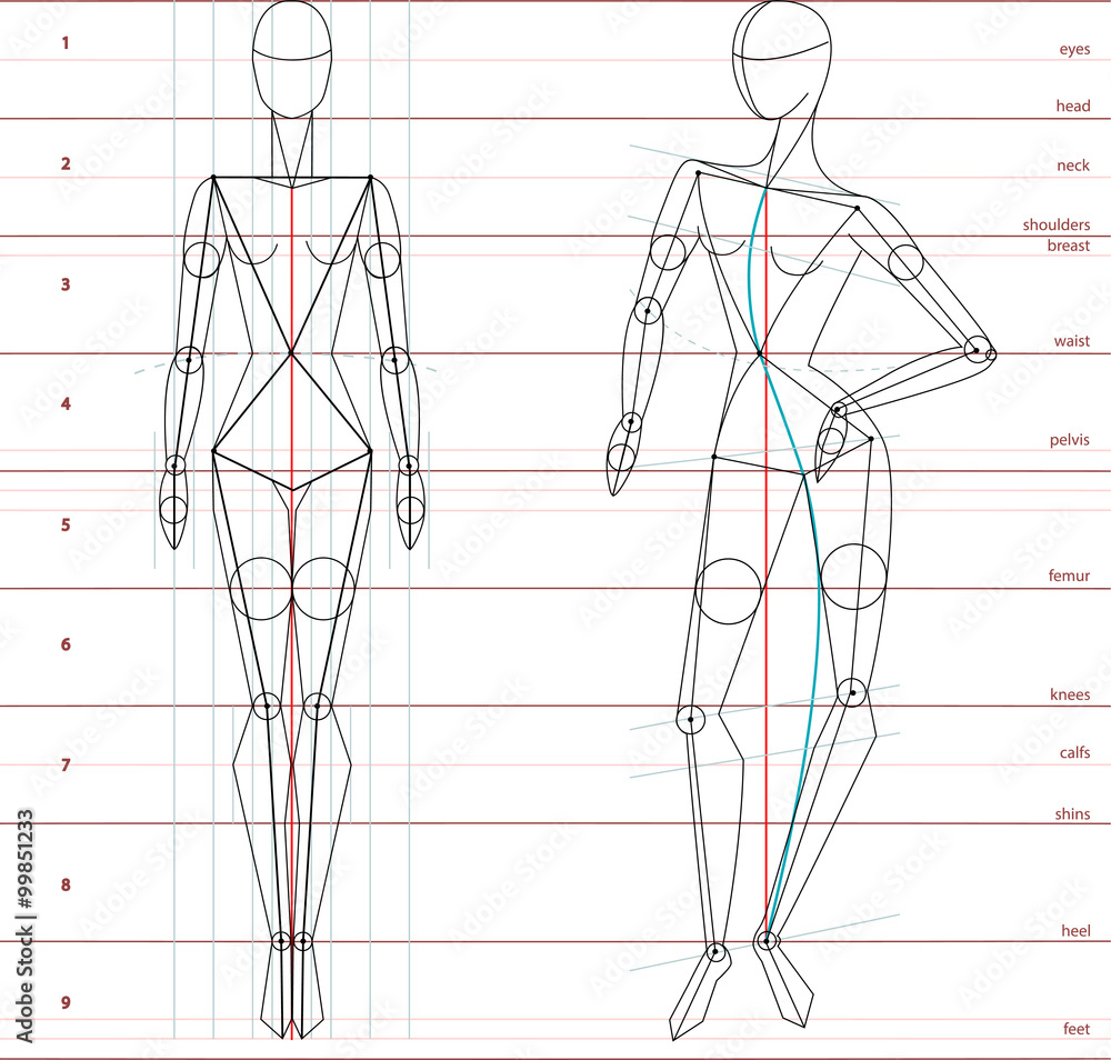 Vecteur Stock Technical vector woman figure static and in movement for ...