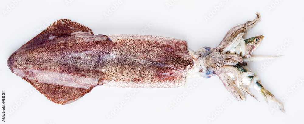 calamar depredador cazando una sardina aislado sobre un fondo blanco ...