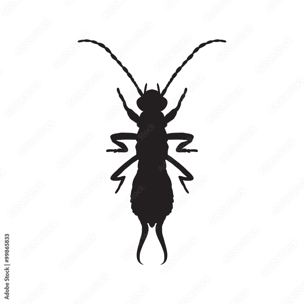 silhouette Forficula auricularia. Earwig silhouette. Sketch of Earwig ...