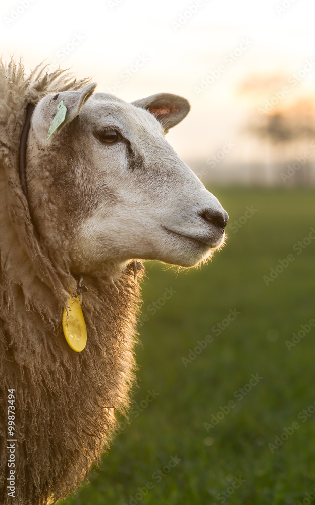 Portrait of a sheep during sunset. Stock Photo | Adobe Stock
