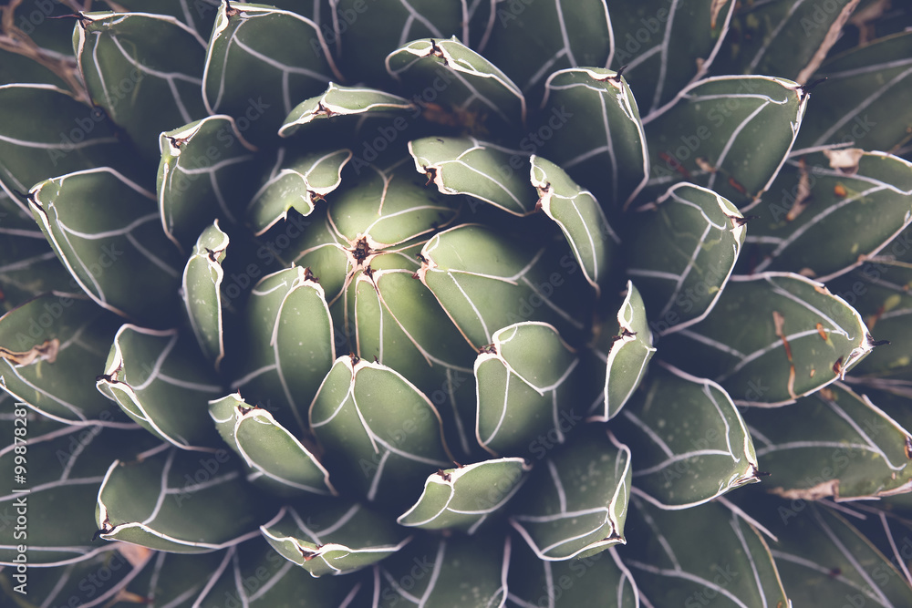 Close up of agave succulent plant, selective focus, toning Stock Photo ...