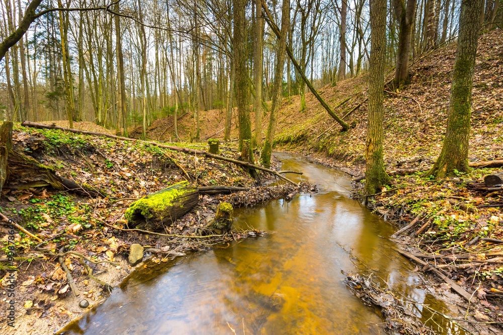 Forest Stream Spring