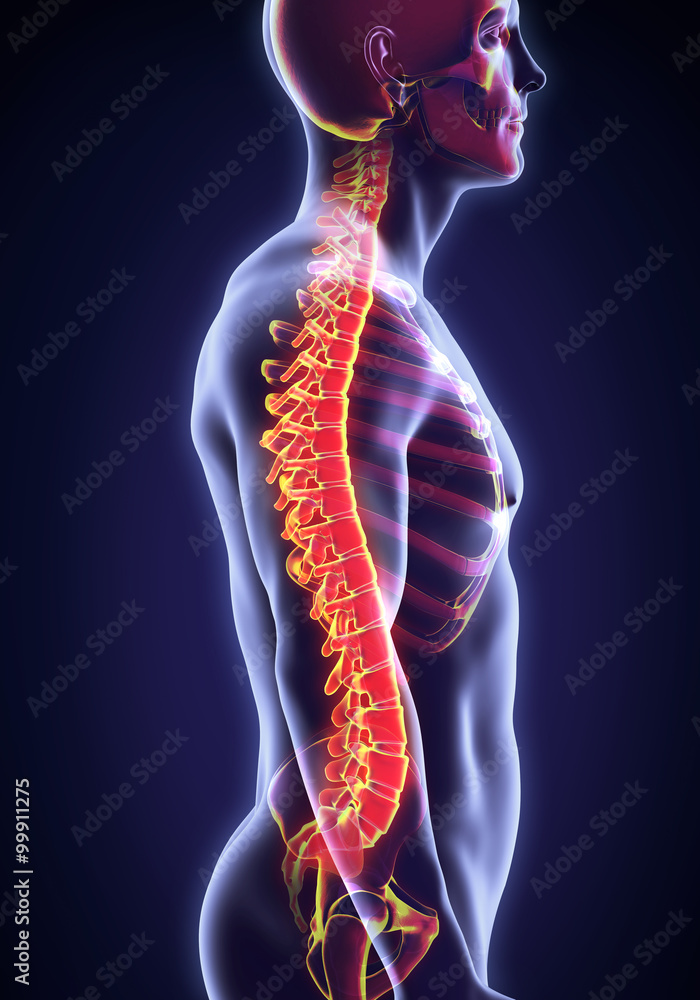 Human Male Spine Anatomy Stock Illustration | Adobe Stock