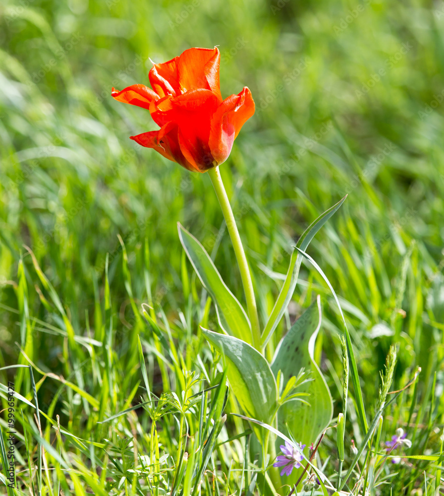 Wild red tulip in nature Stock 写真 | Adobe Stock