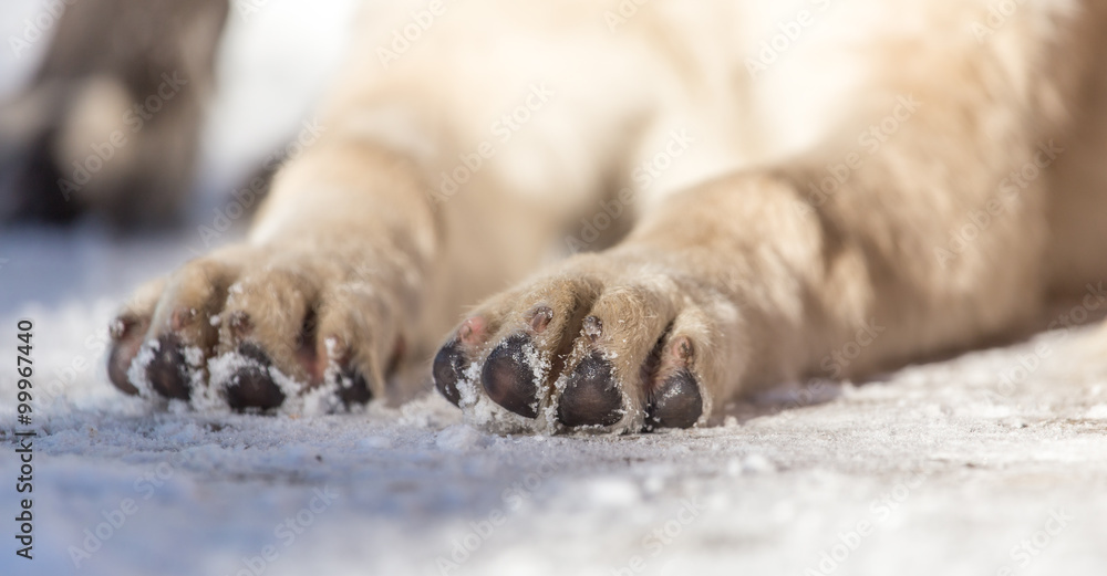 paw dog on the nature Stock Photo | Adobe Stock