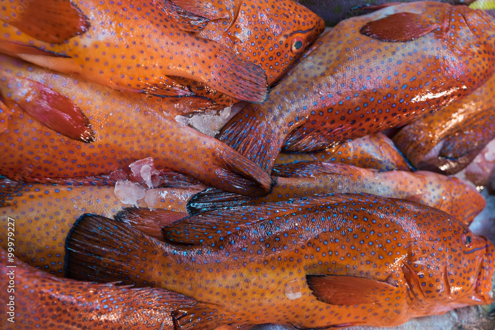 Red spot grouper fish Stock Photo | Adobe Stock