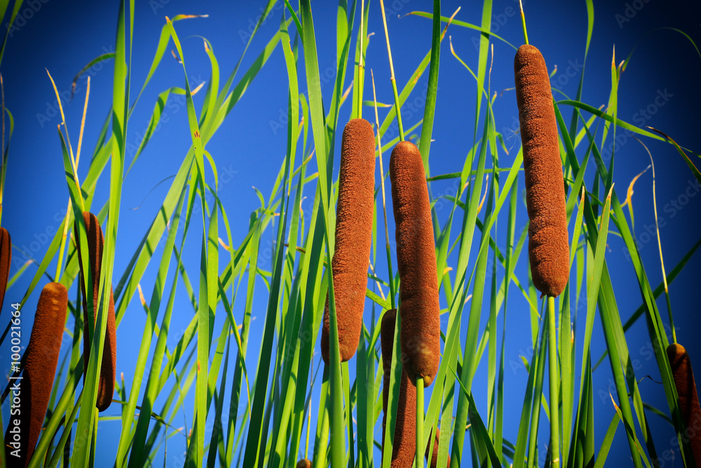 Typha latifolia, Common Bulrush, Broadleaf Cattail Stock Photo | Adobe ...