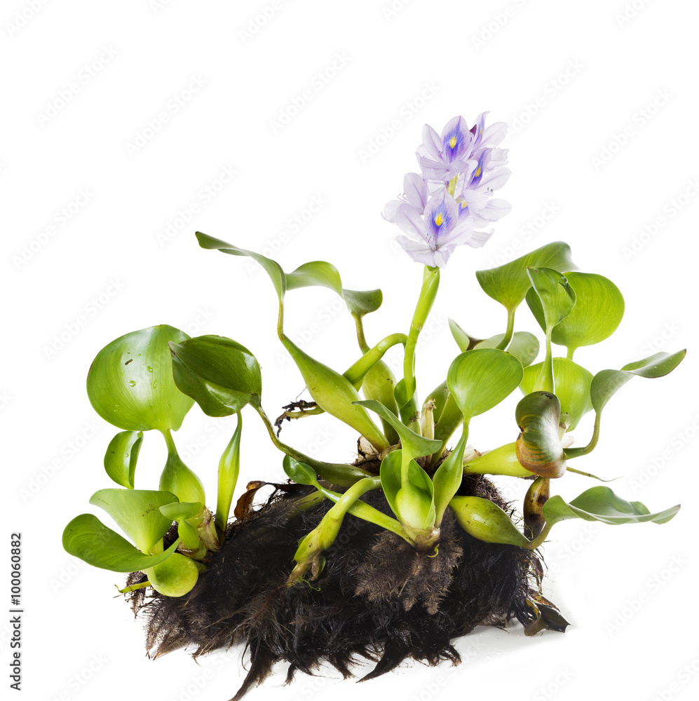 Common Water Hyacinth (Eichhornia crassipes). Plant with leaves, Stock ...