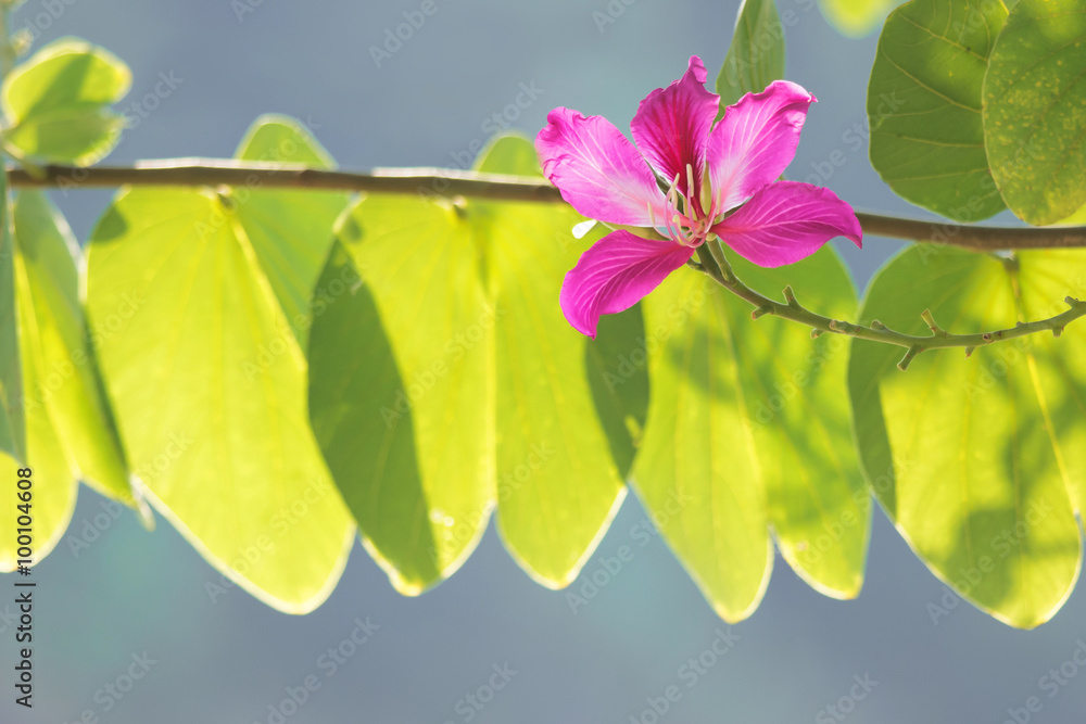 Butterfly Tree, Orchid Tree, Purple Bauhinia Beautiful pink flow Stock ...