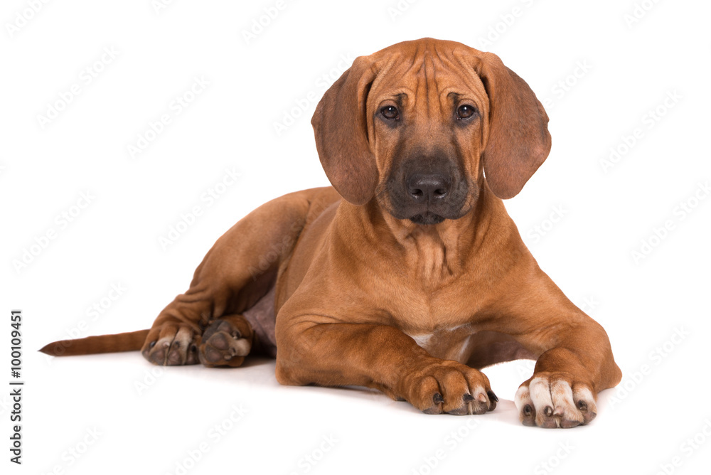 White Rhodesian Ridgeback