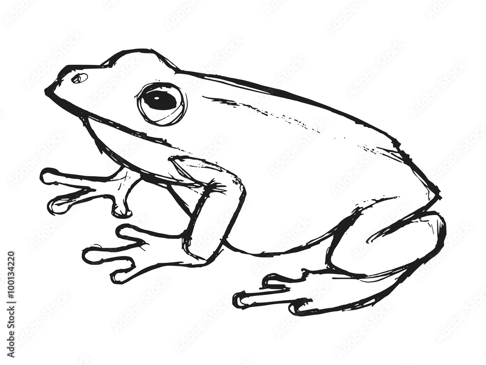 Tree Frog Drawing