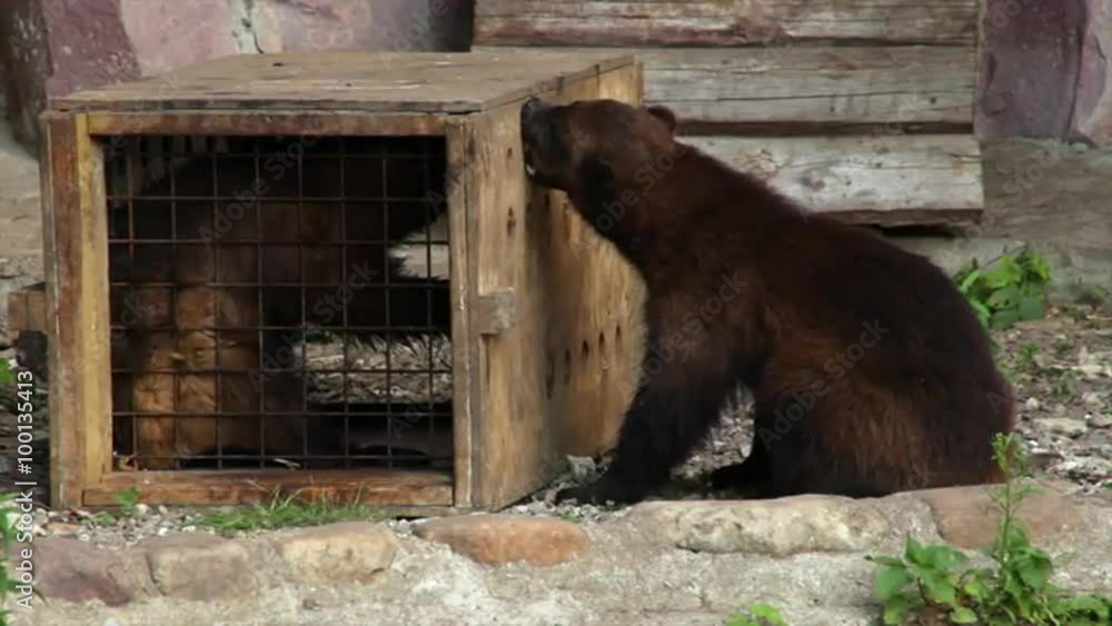 Severe game of a glutton couple. Aggressive and very dangerous beast ...