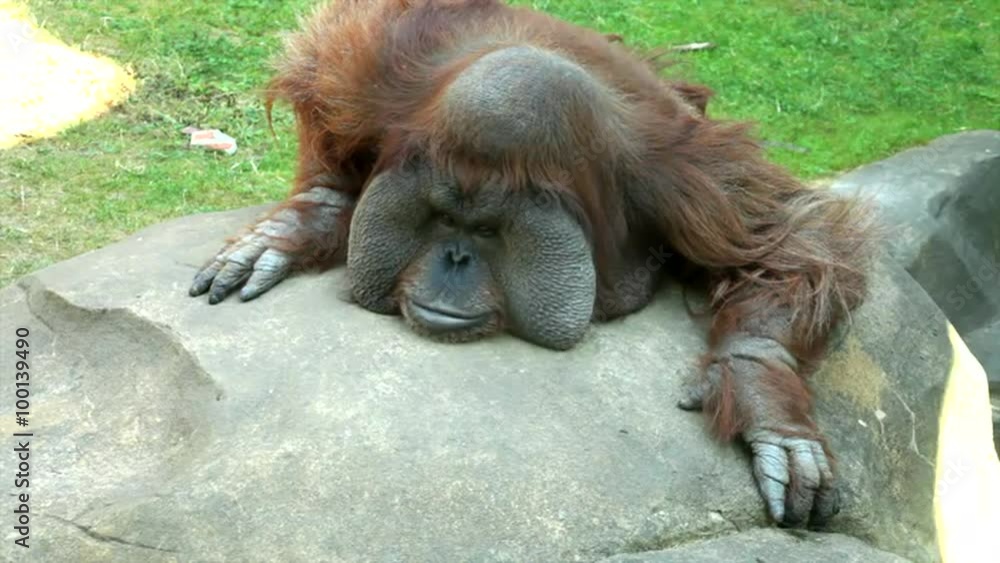 An orangutan male, chief of the monkey family, is lying on his boulder ...