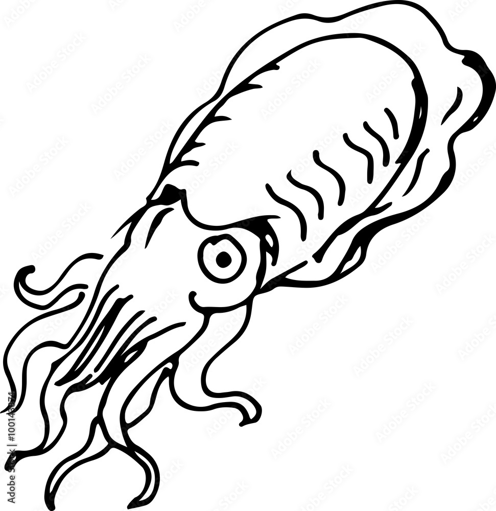 Cuttlefish. Vector illustration Stock Vector | Adobe Stock
