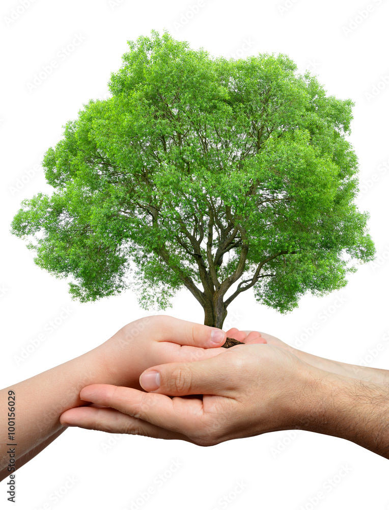 Tree In Two Hand