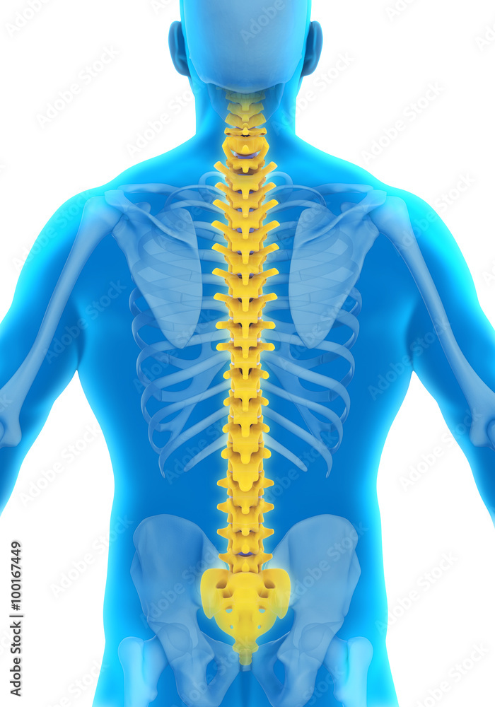 Human Male Spine Anatomy Stock Illustration | Adobe Stock