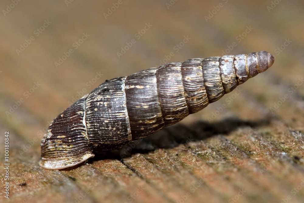 Two toothed door snail (Clausilia bidentata). A snail in the family ...