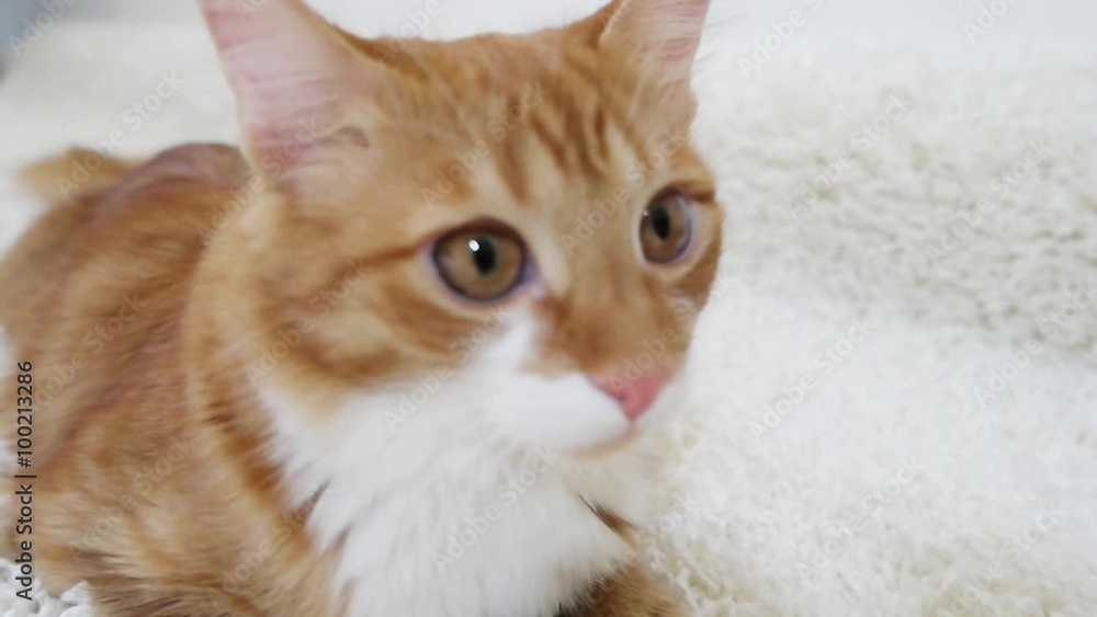 funny kitten sniffing camera Stock Video | Adobe Stock