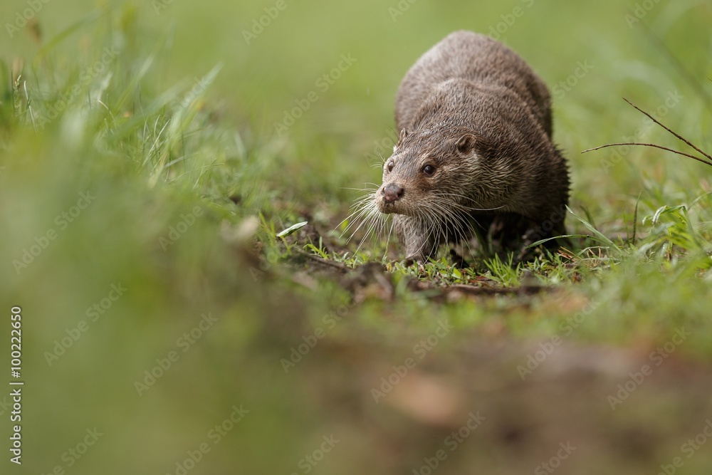 River otter(lutra lutra)/beautiful and playful river otter from Czech ...