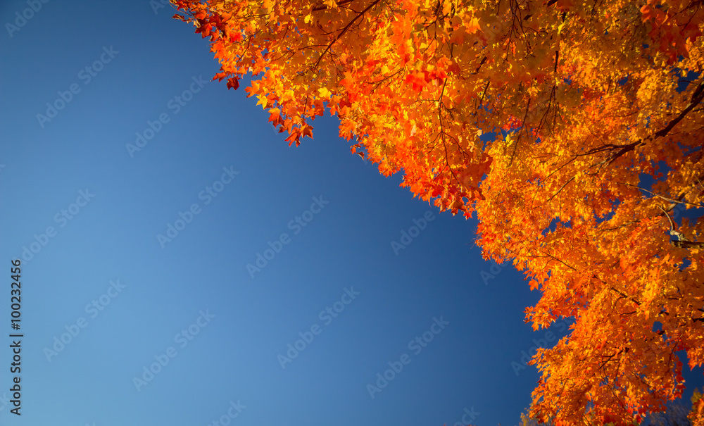 Autumn Leaves And Blue Sky. Branch of a Maple tree at peak fall color ...