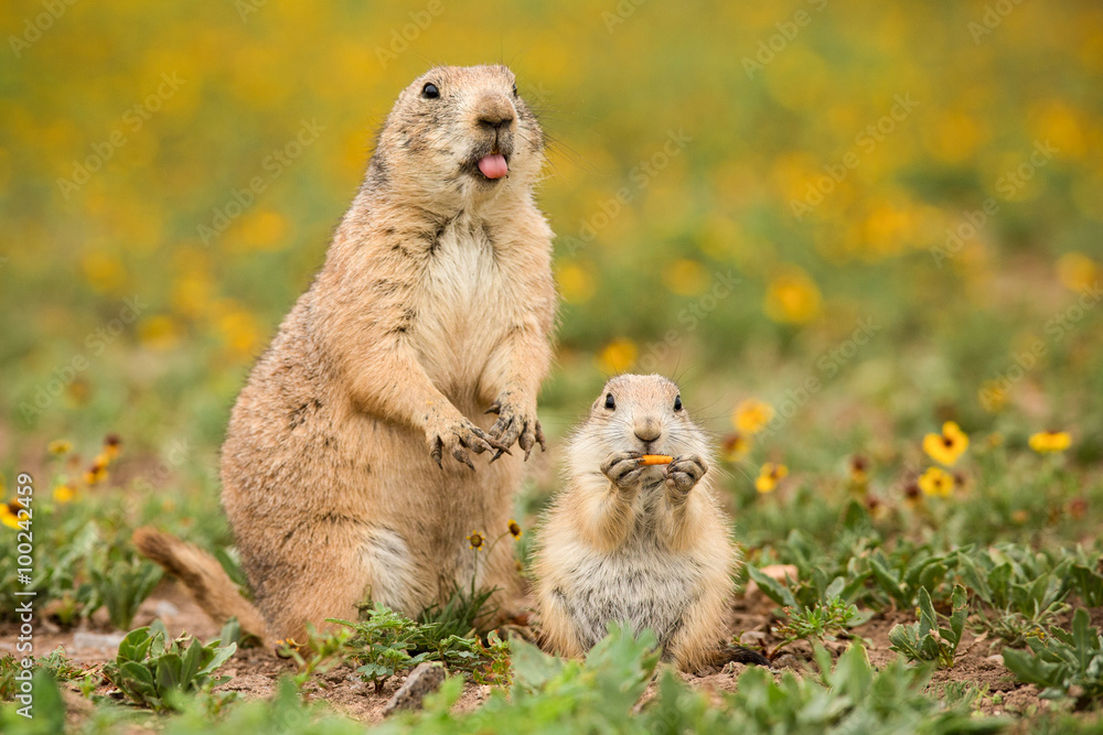 Baby Prairie Dog
